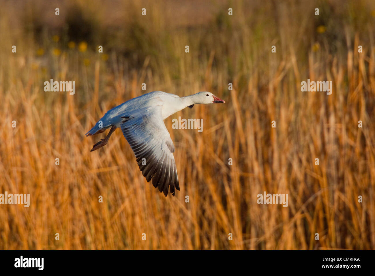 Snow goose morph adult hi-res stock photography and images - Alamy