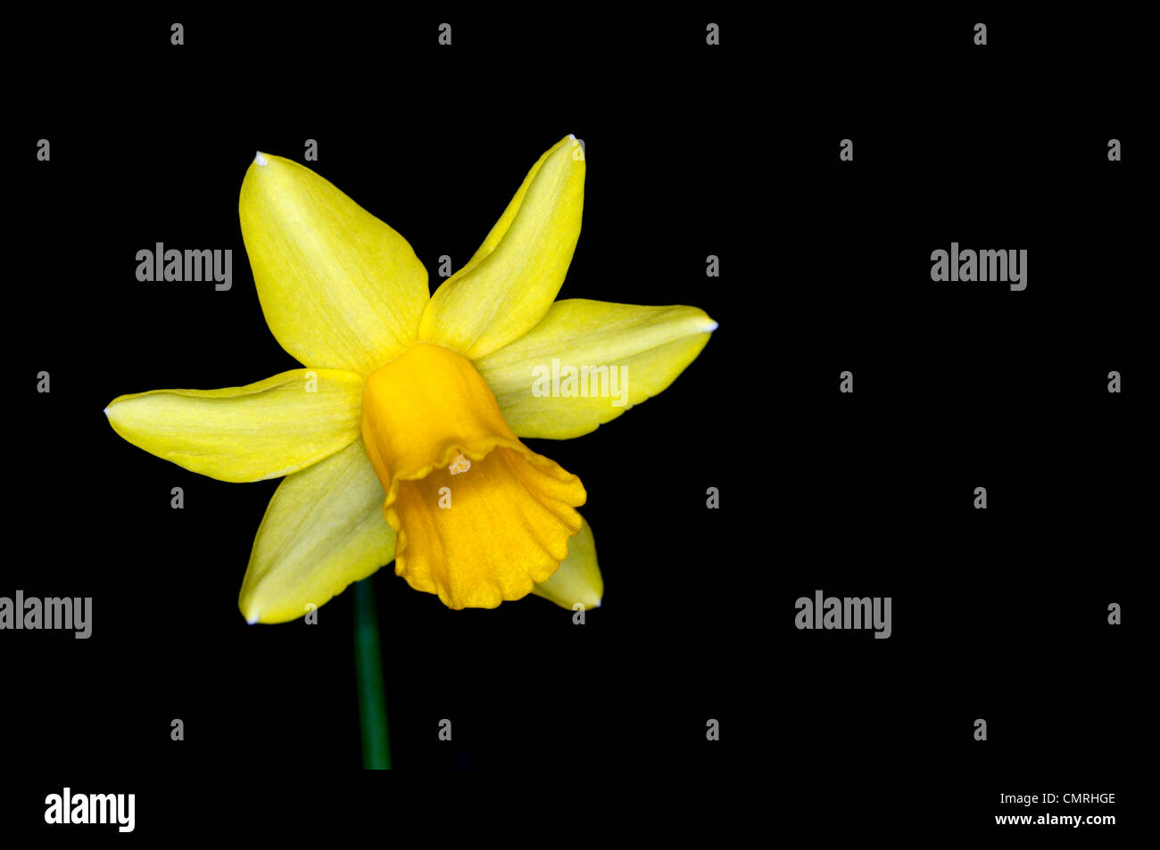 Daffodil against black backdrop Stock Photo - Alamy