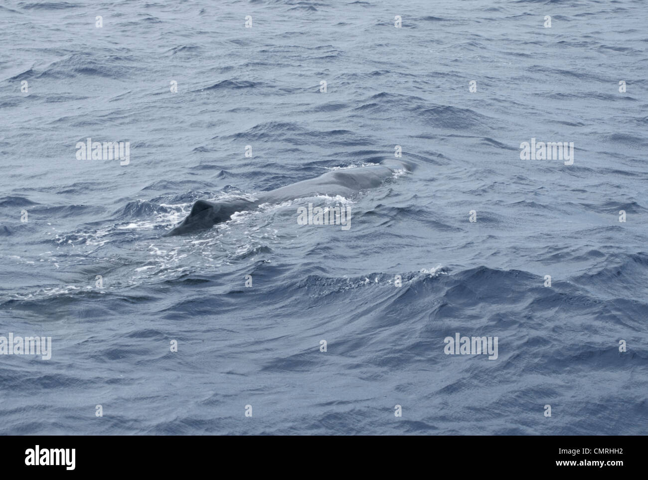 Sperm Whale Physeter macrocephalus Dominica, Caribbean Sea December ...