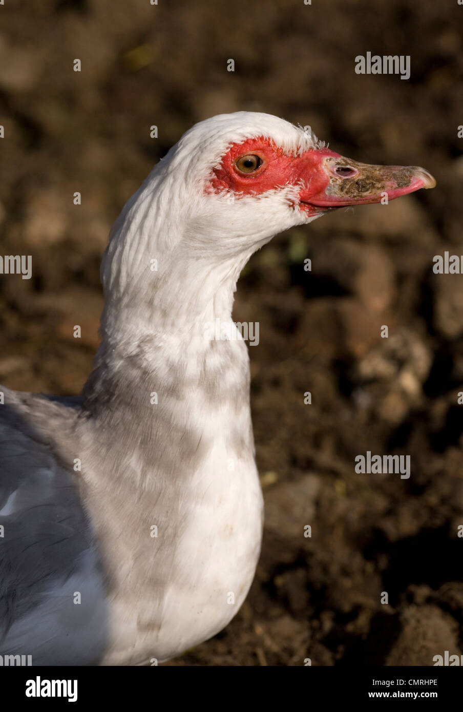 Muscovy duck uk hi-res stock photography and images - Alamy