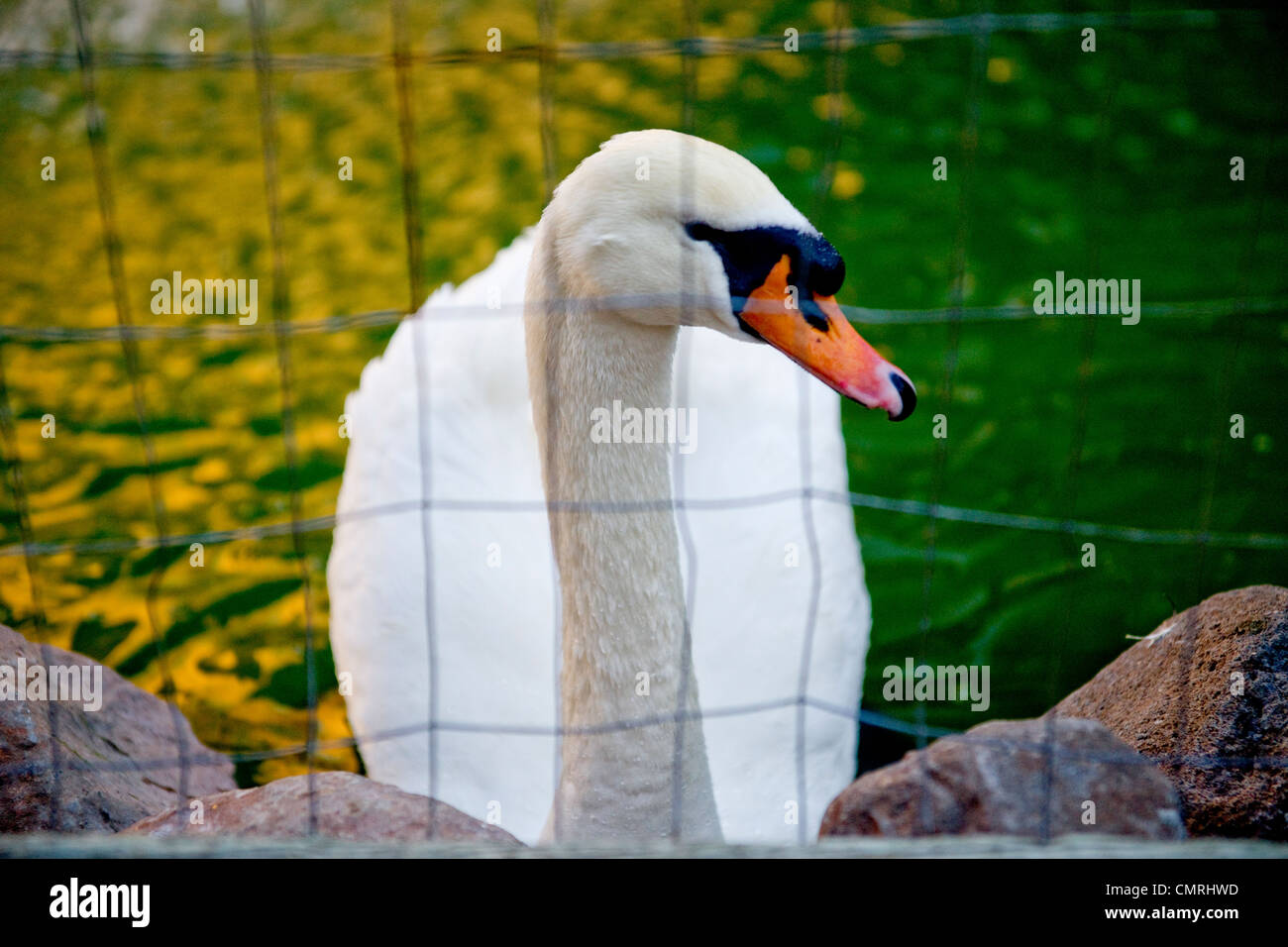 Swan; Young swan; child swan; love; peace; rest, Napa Valley ; embassy ...