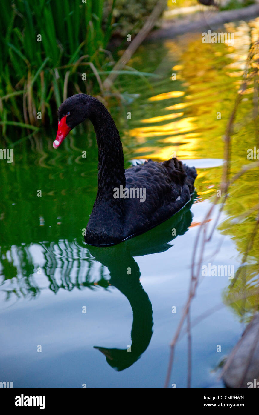 Swan; Young swan; child swan; love; peace; rest, Napa Valley ; embassy ...