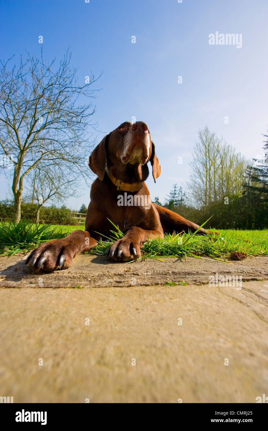 Pointing setter hi-res stock photography and images - Alamy
