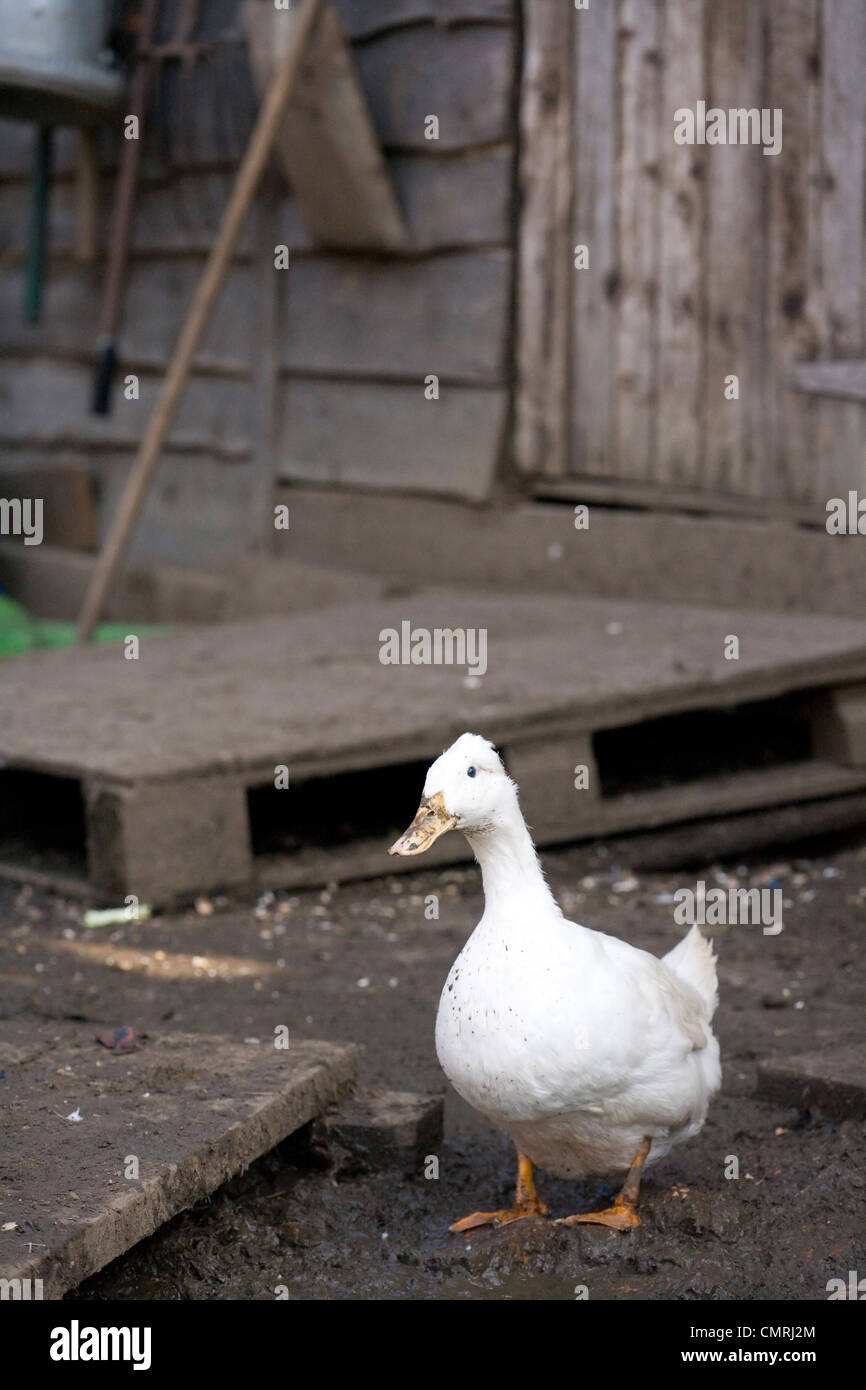 Poultry farm uk hi-res stock photography and images - Alamy