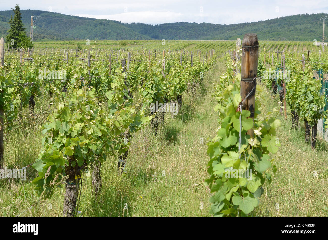 Grape vines growing in Ribeauville, Alsace, France. The Alsace wine ...