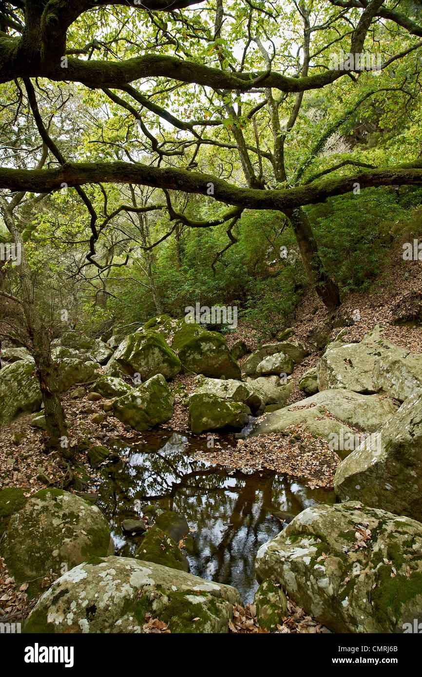 forest of oaks in andalusia, environment,bosque Los Alcornocales rio ...