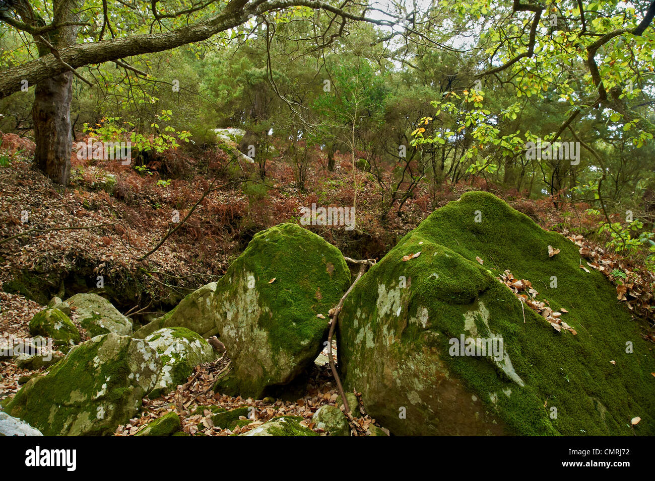 Rocas con musgo hi-res stock photography and images - Alamy