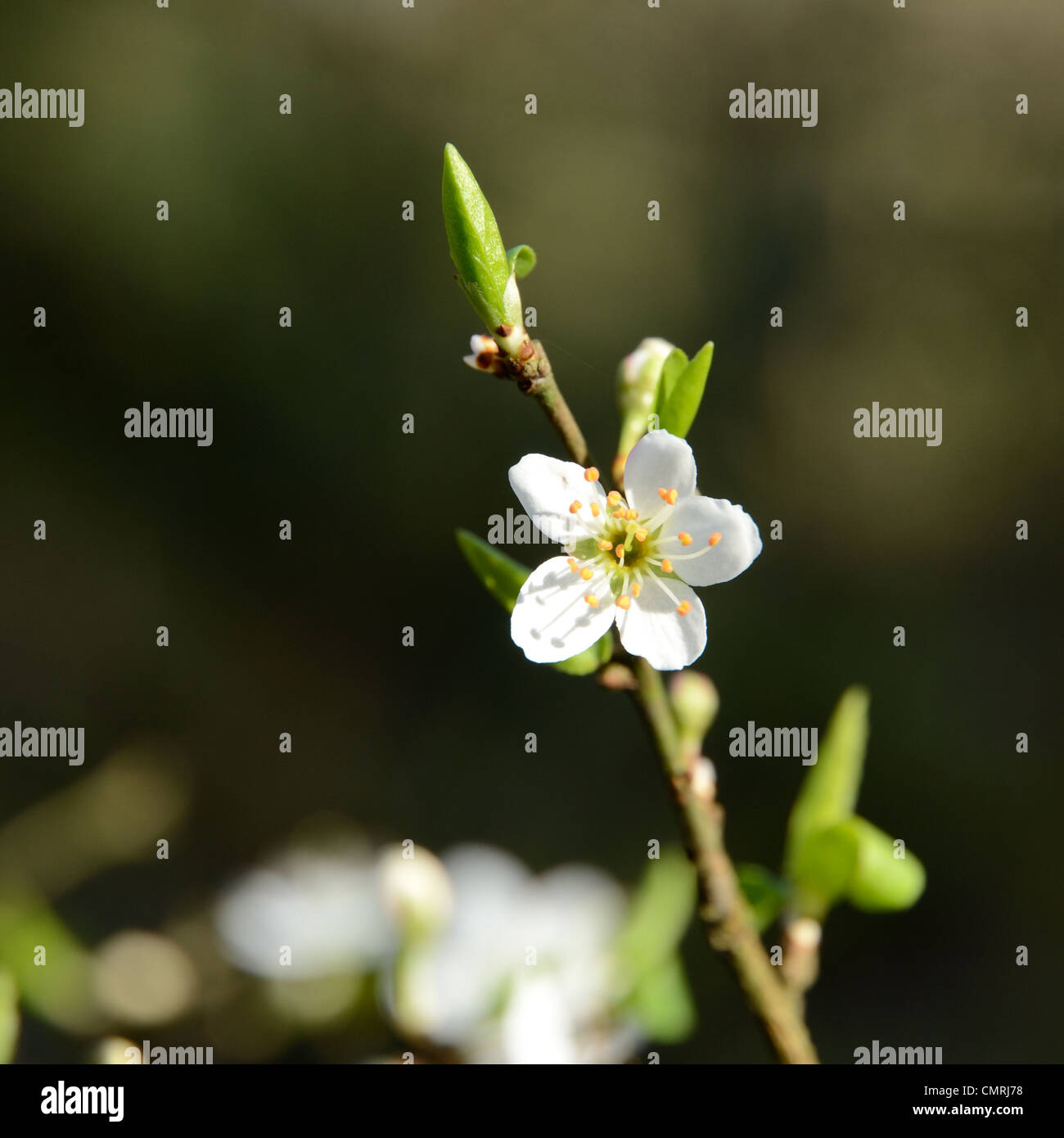 Blackthorn prunus spinosa close up leaves hi-res stock photography and ...