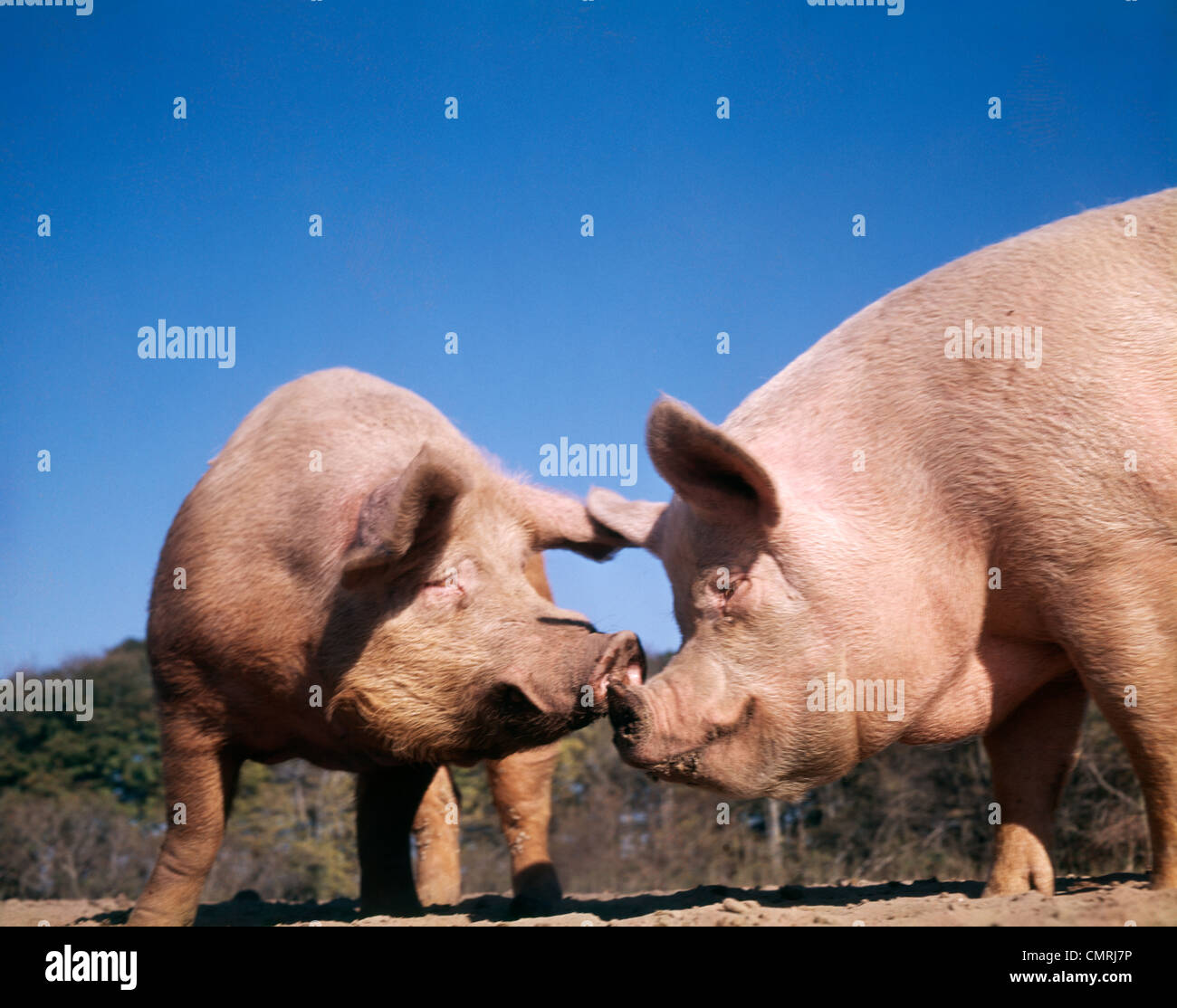 Funny farm pigs hi-res stock photography and images - Alamy