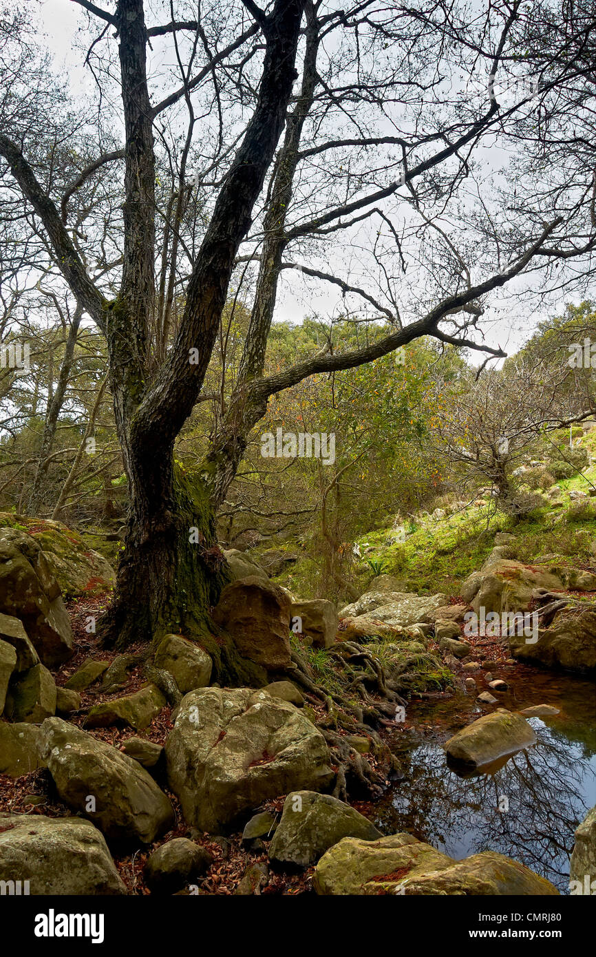 forest of oaks in andalusia, environment,bosque Los Alcornocales ...