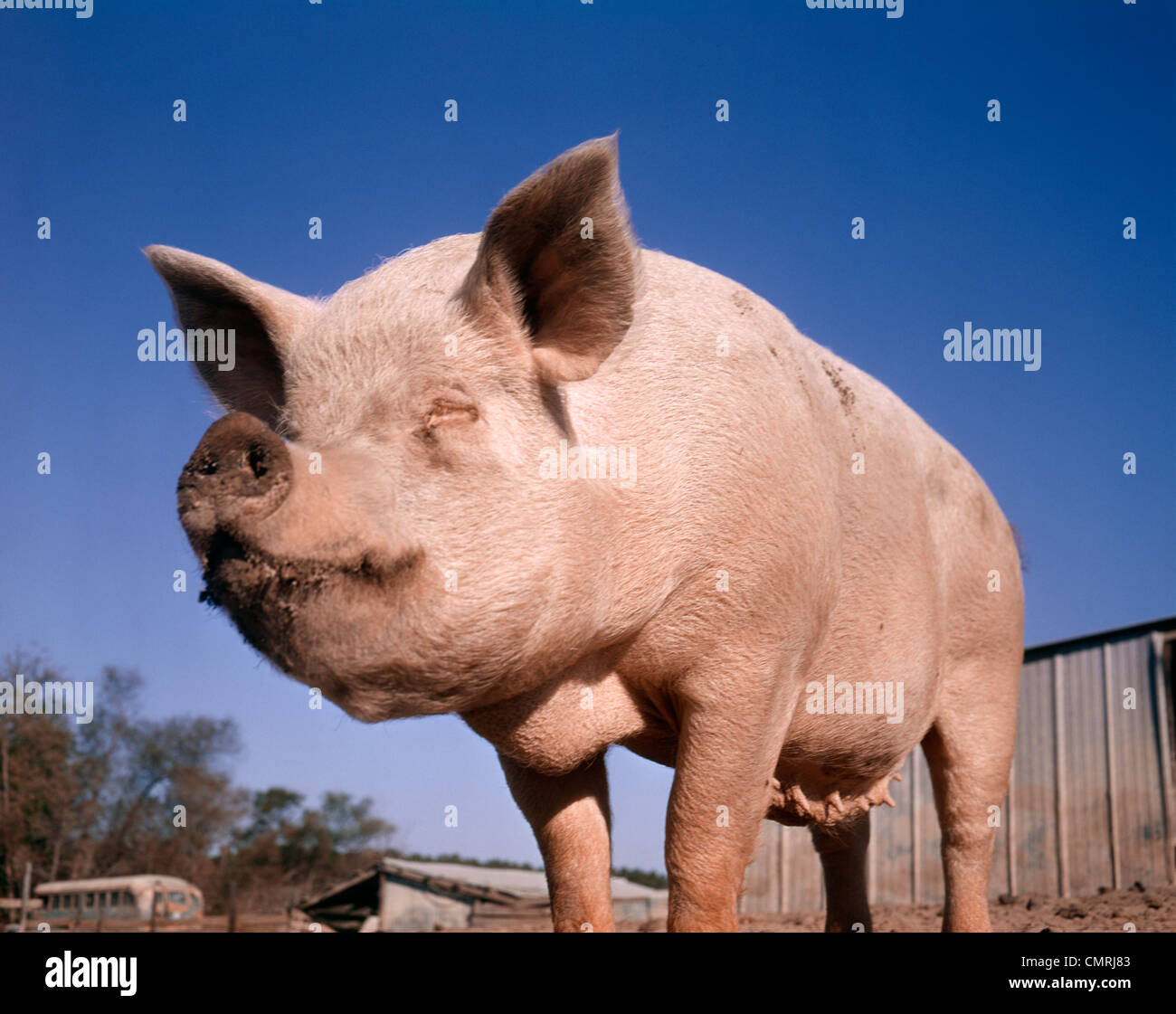 Vintage pig hi-res stock photography and images - Alamy