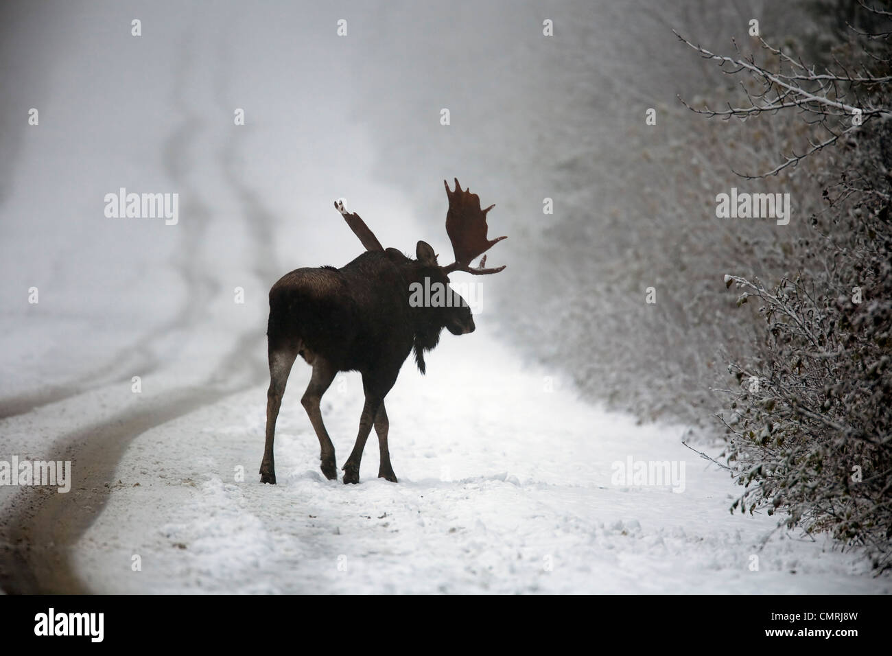 Tracks of moose hi-res stock photography and images - Alamy