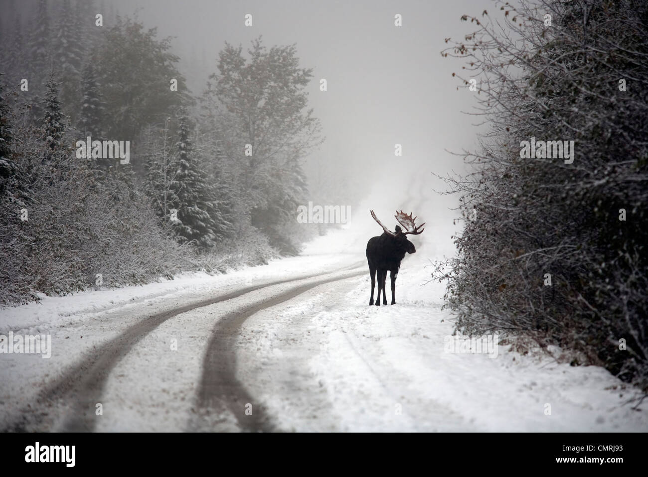 Moose Tracks High Resolution Stock Photography and Images - Alamy