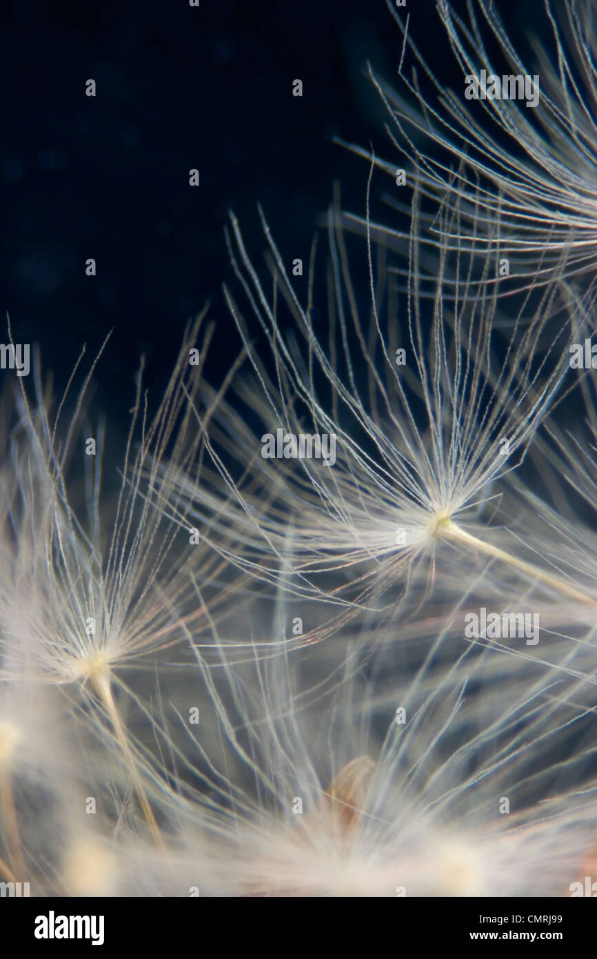 Pappus Beak High Resolution Stock Photography and Images - Alamy