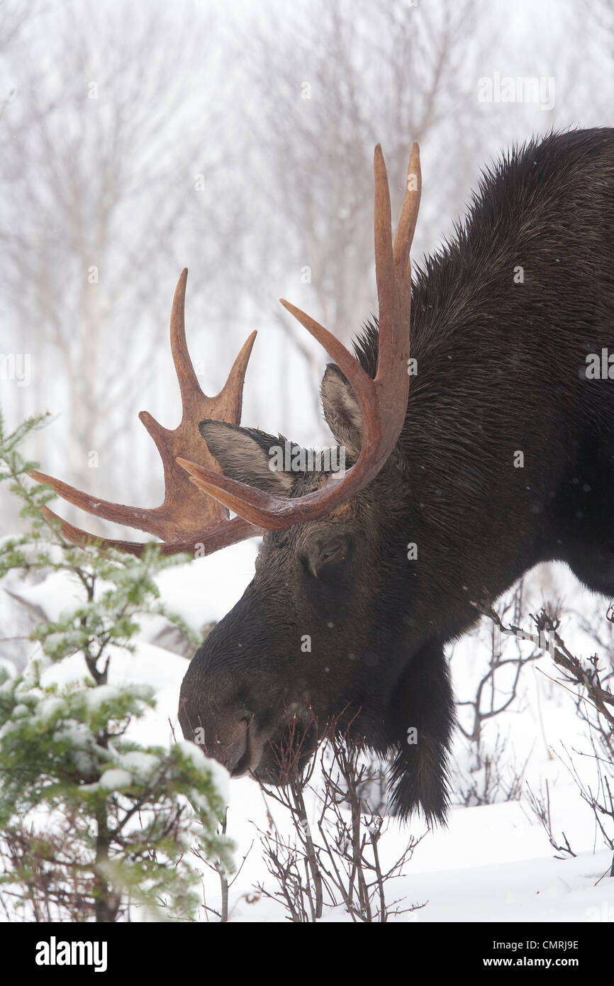 Moose grazing hi-res stock photography and images - Alamy