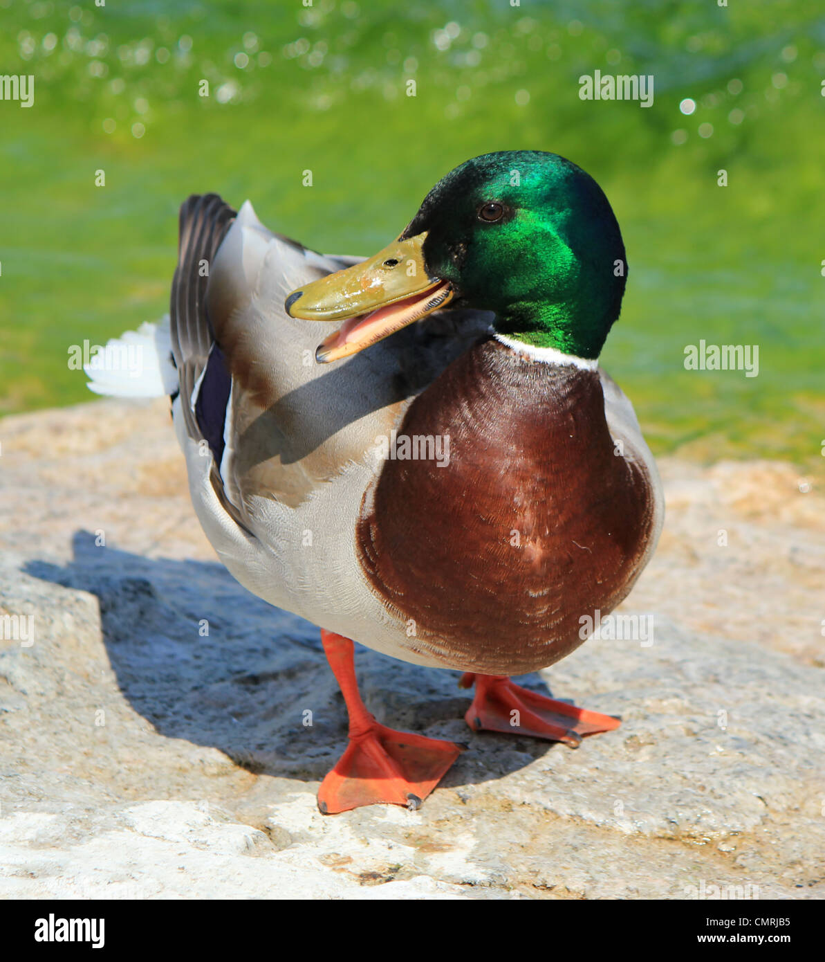 Mallard duck beak open hi-res stock photography and images - Alamy