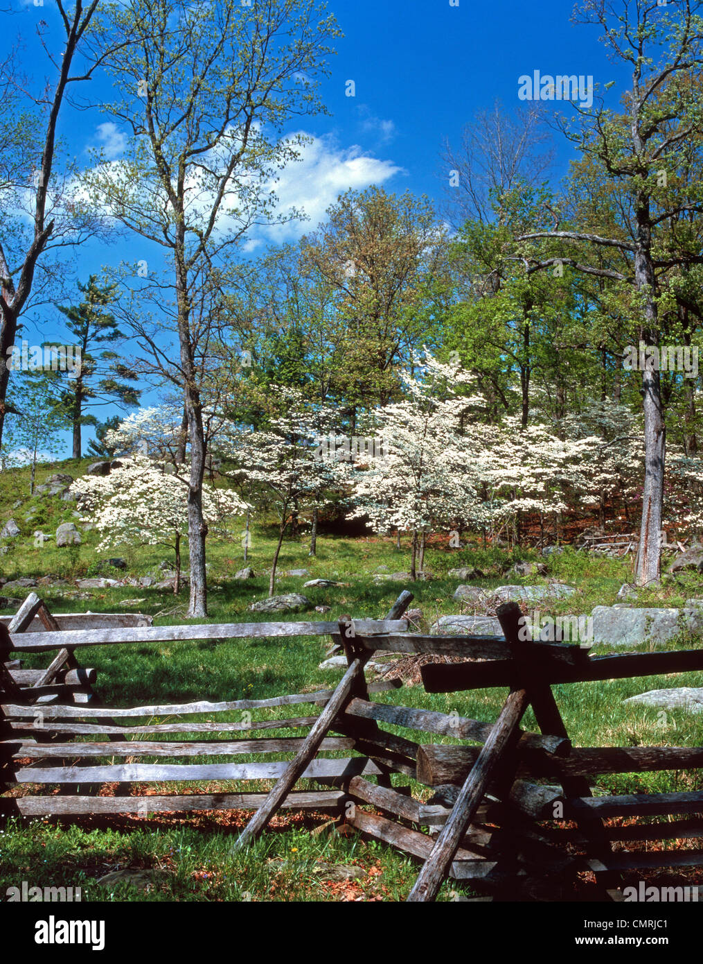 1980s SPRING SCENIC DOGWOOD BLOSSOMS NATIONAL BATTLEFIELD GETTYSBURG ...