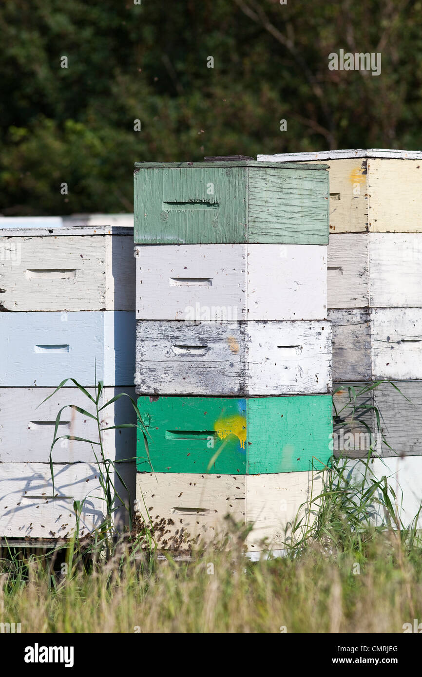 Honey beehives in multi-colored wooden boxes, Pembina Valley, Manitoba ...
