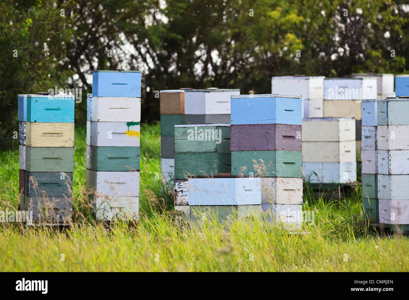 Honey beehives in multi-colored wooden boxes, Pembina Valley, Manitoba ...