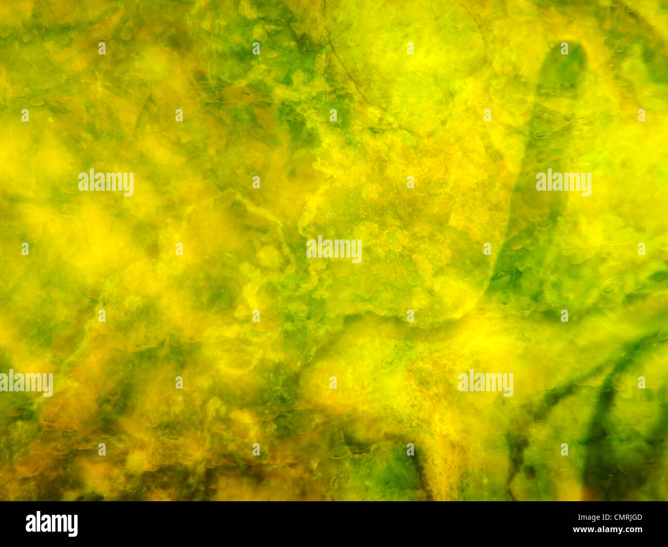 Yellowish Green Texture Stock Photo - Alamy