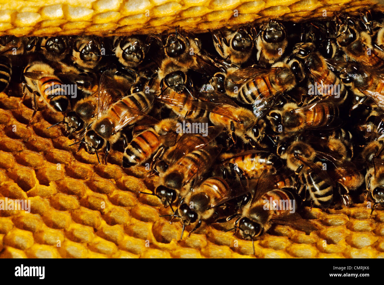 HONEY BEE HIVE Stock Photo - Alamy