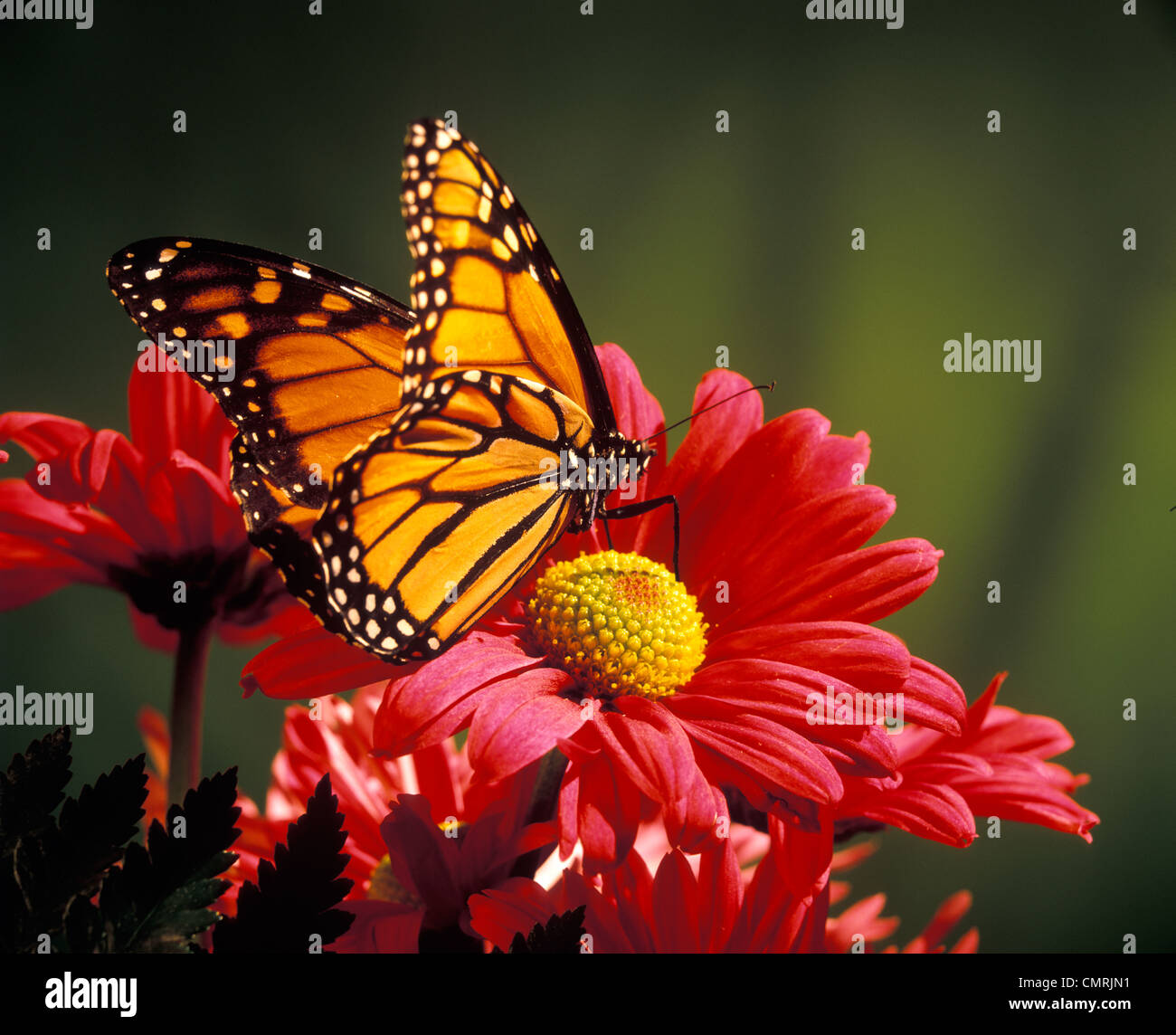 MONARCH BUTTERFLY Danaus plexippus Stock Photo - Alamy