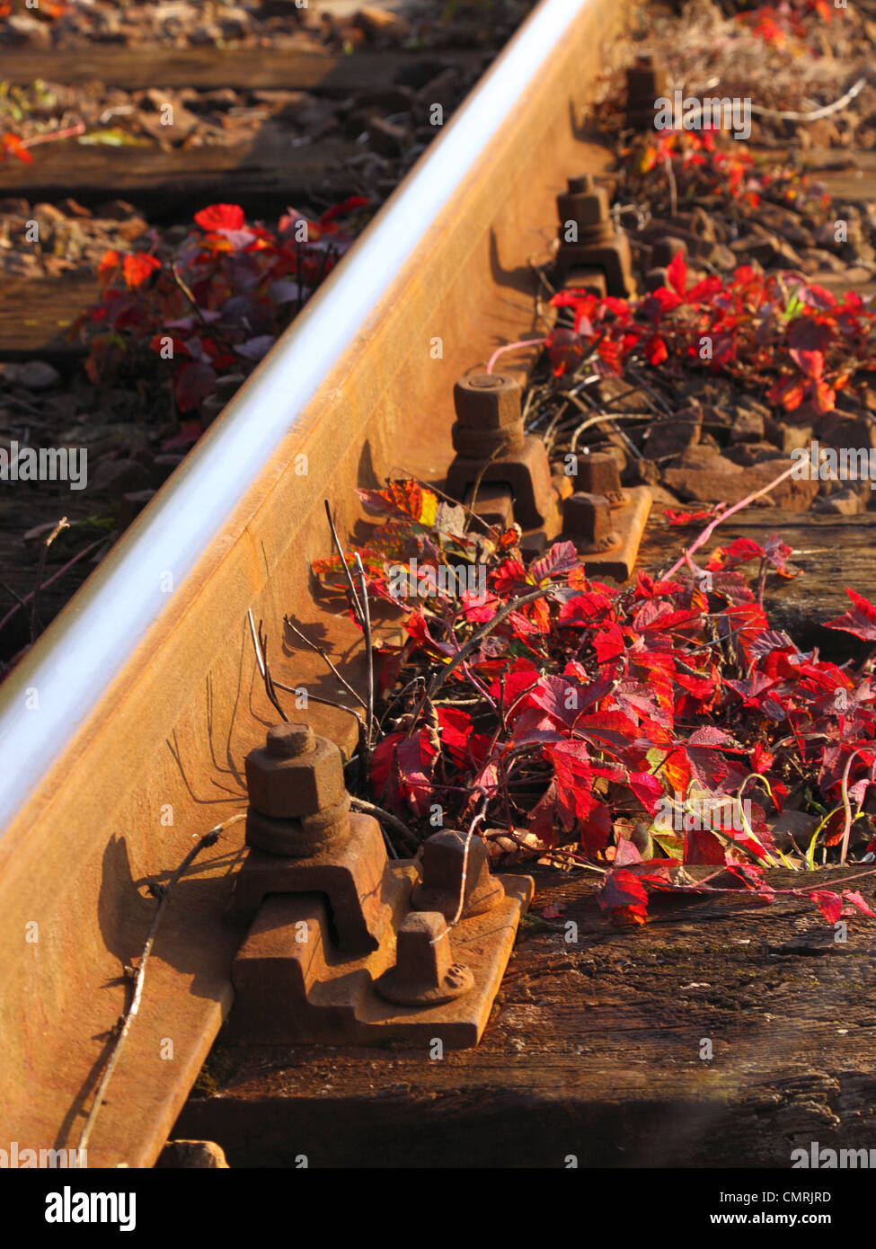 Rail Road Tracks and red flower- outdoor Stock Photo - Alamy