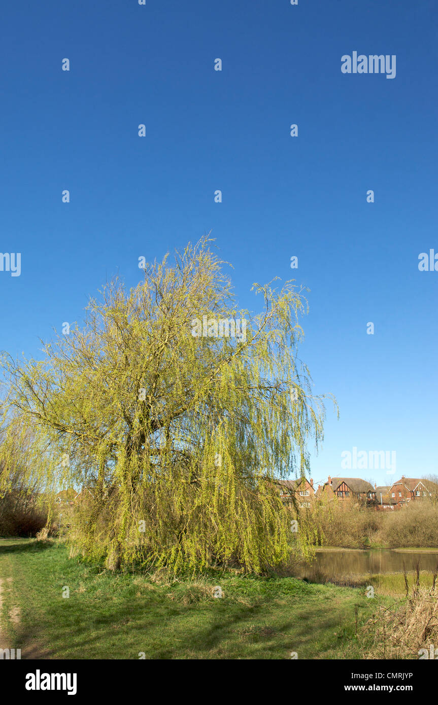 Weeping willow tree by side of pond in Blackpool,UK Stock Photo - Alamy
