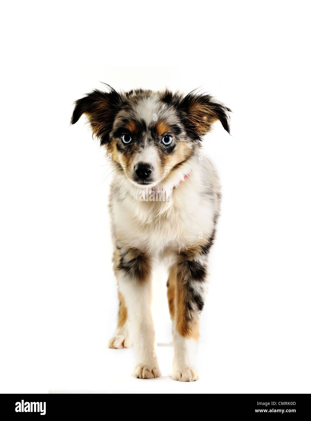 Miniature australian shepherd hi-res stock photography and images - Alamy
