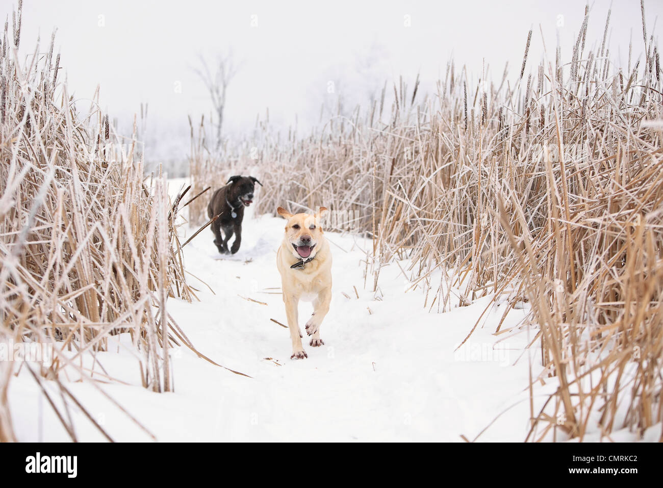 Two Labrador Retrievers running through marsh in winter, Assiniboine ...