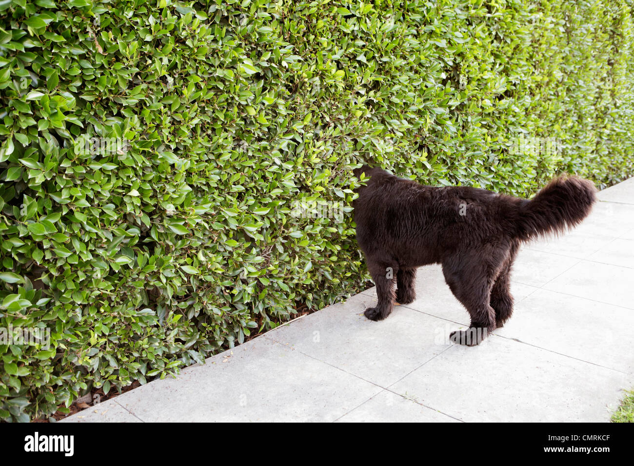 Section of hedge hi-res stock photography and images - Alamy