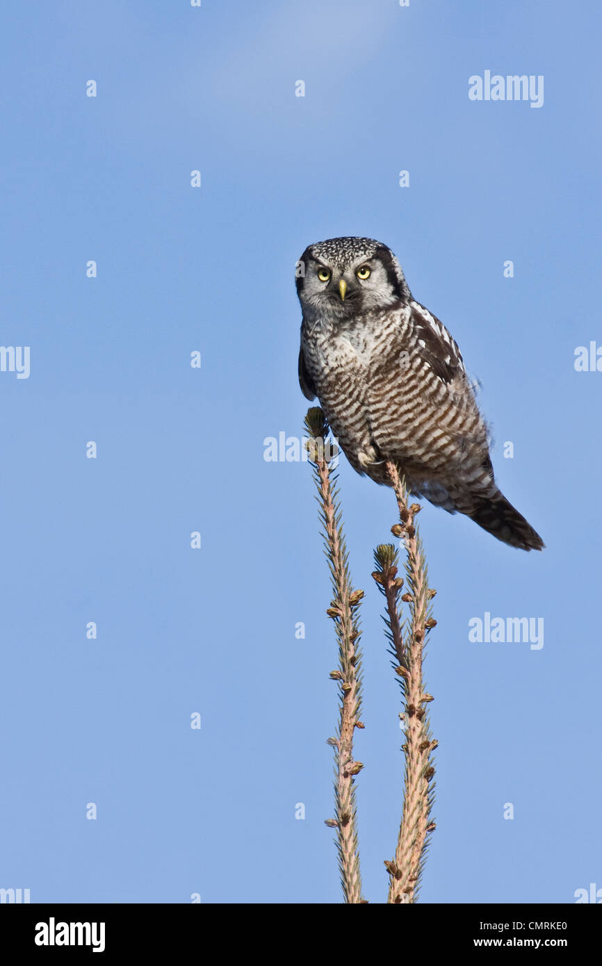 Cap tourmente hi-res stock photography and images - Alamy