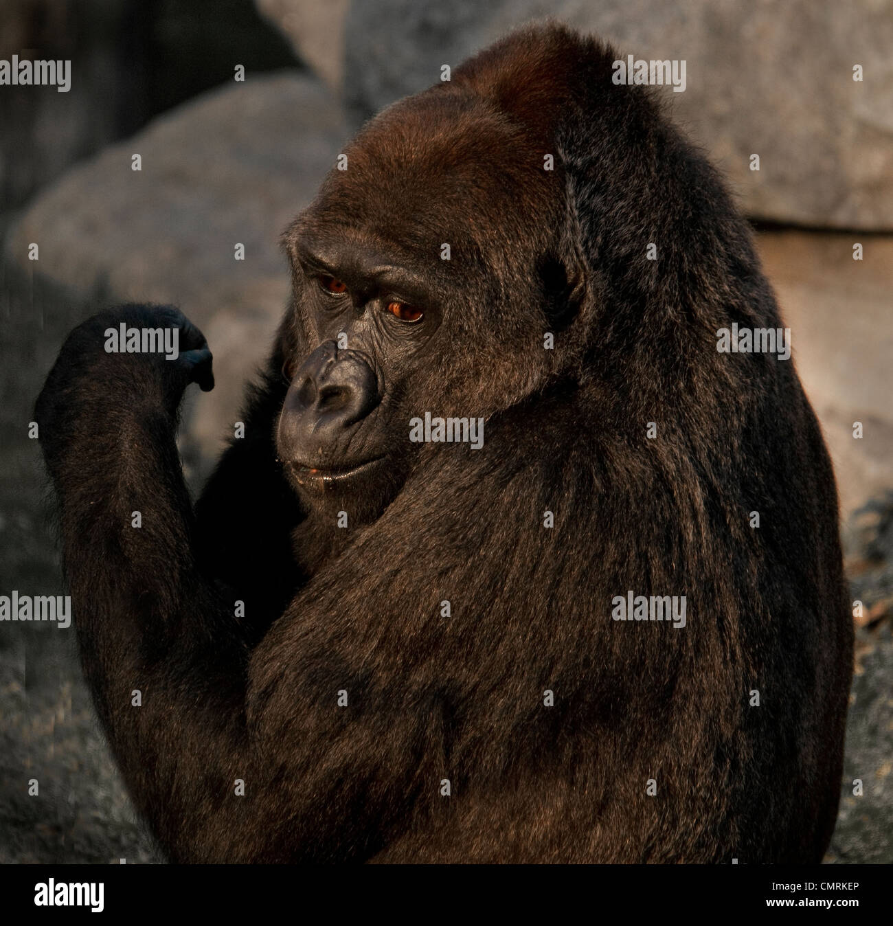 Blackback mountain gorilla hi-res stock photography and images - Alamy