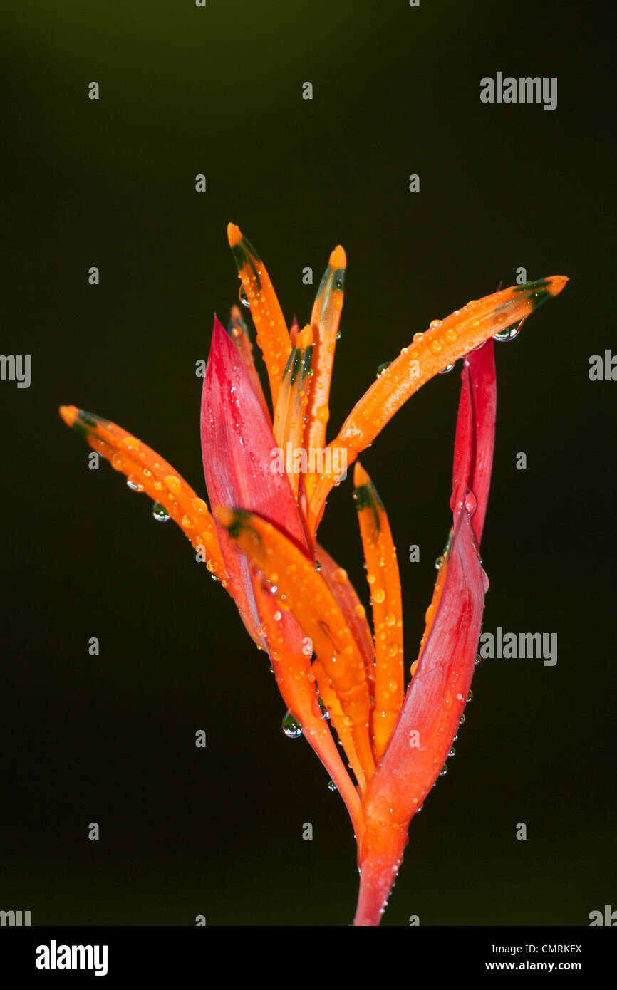 False Bird-Of-Paradise Flower (Heliconia psittacorum), Nadi, Viti Levu ...