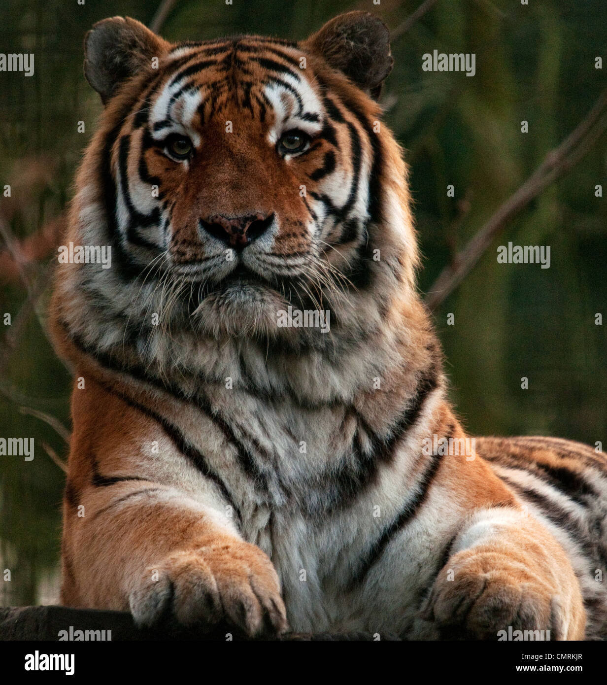 Eye of the tiger hi-res stock photography and images - Alamy