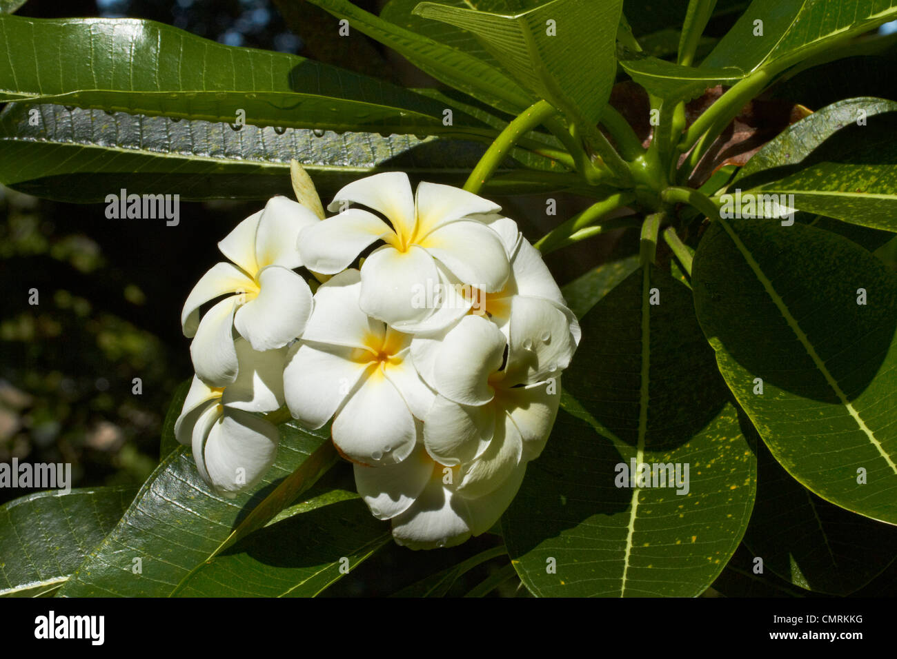 Fiji Flowers High Resolution Stock Photography and Images - Alamy