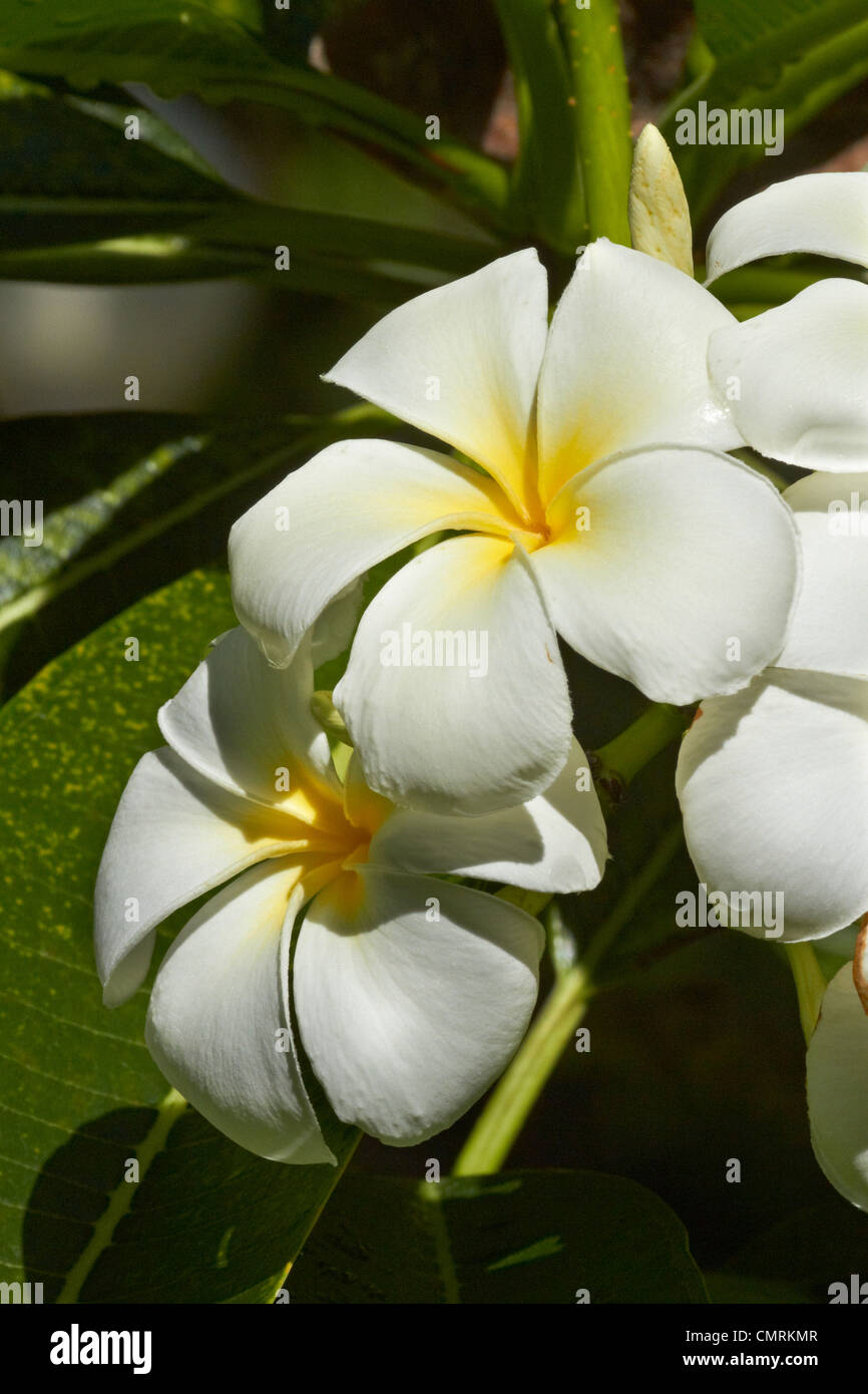 Fiji flowers hi-res stock photography and images - Alamy