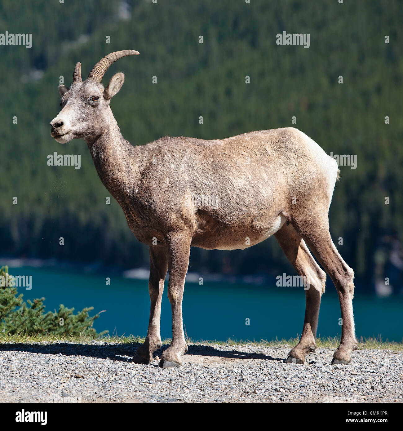 Bighorn Sheep, Lake Minnewanka, Banff National Park, Alberta Stock ...