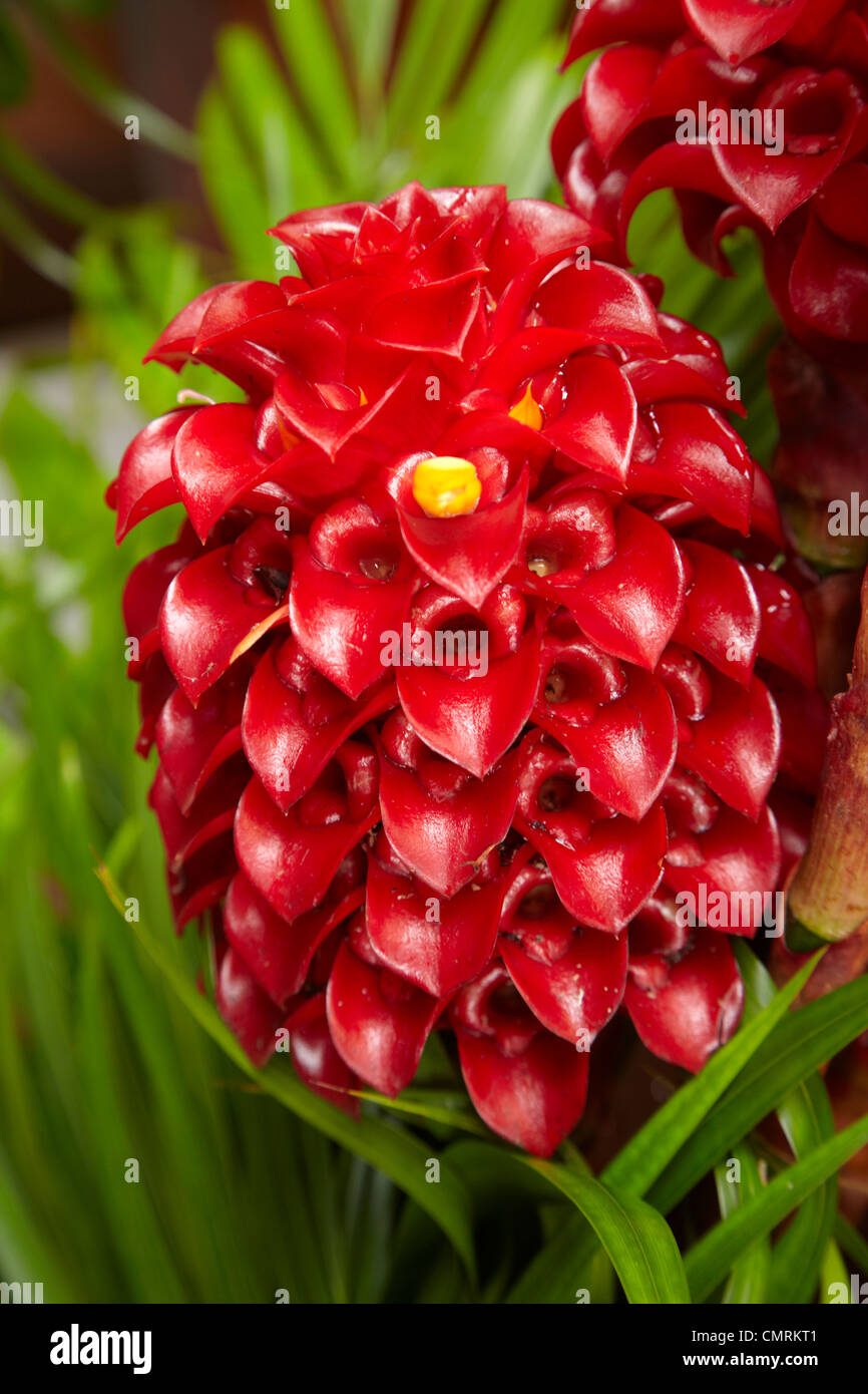 Fiji Flower High Resolution Stock Photography and Images - Alamy