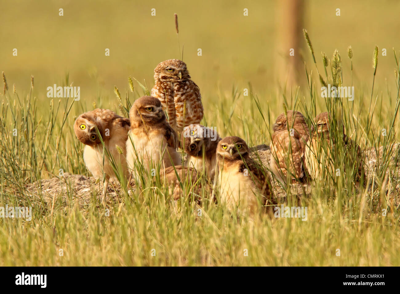 Digitally enhanced image with painterly effect of Burrowing owl chicks ...