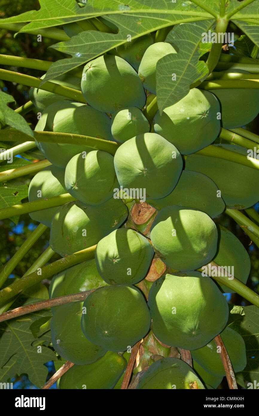 Pawpaw or Papaya (Carica papaya), Nadi, Viti Levu, Fiji, South Pacific ...