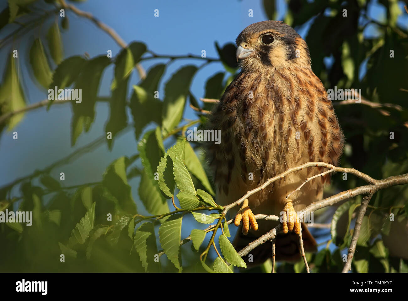 Digitally enhanced image of kestrel sitting in tree, Saskatchewan Stock ...