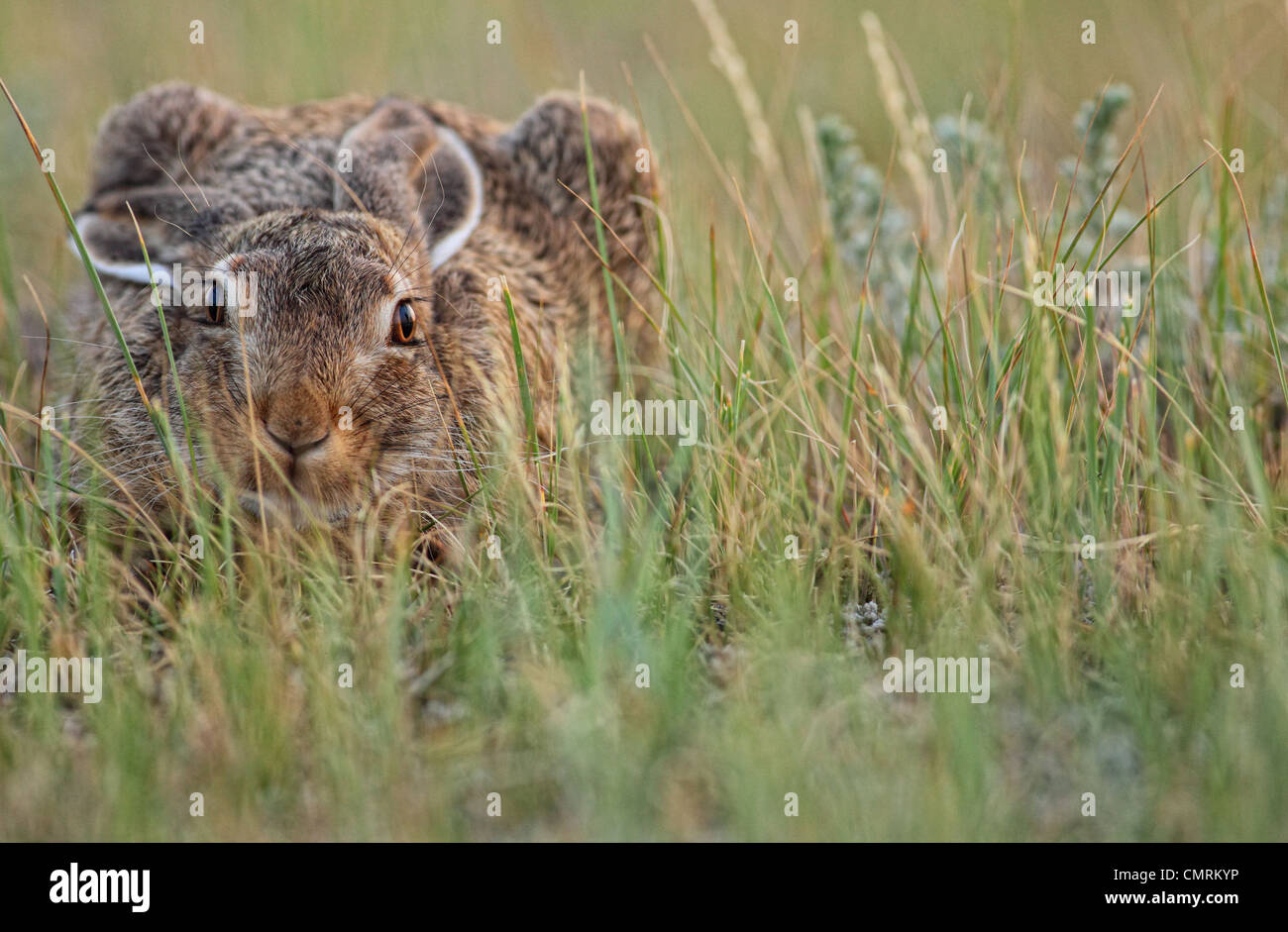 Jackrabbit in field, Grasslands National Park, Saskatchewan Stock Photo ...