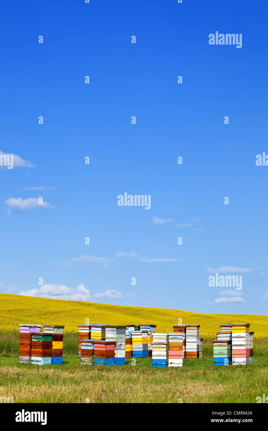 Honey bee hives and canola field, Pembina Valley, Manitoba Stock Photo ...