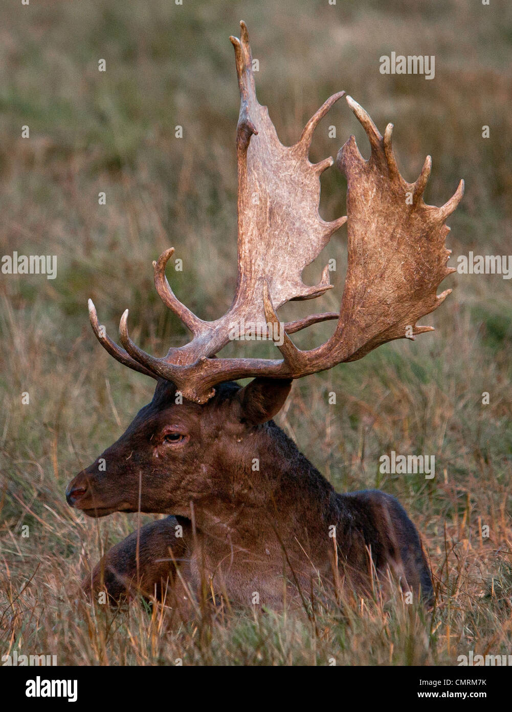 Adult fallow stag hi-res stock photography and images - Alamy
