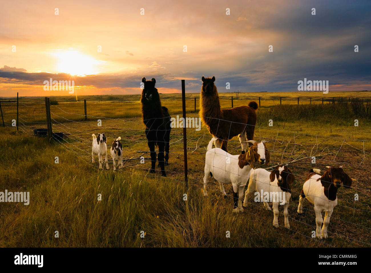 Goats and Llamas in field at sunset near Moose Jaw, Saskatchewan Stock ...