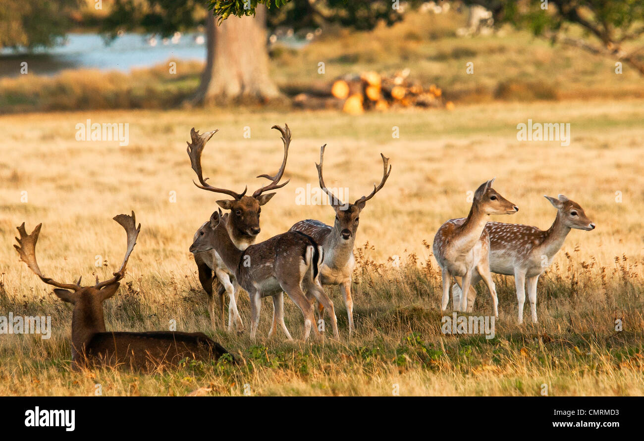 Adult fallow stag hi-res stock photography and images - Alamy