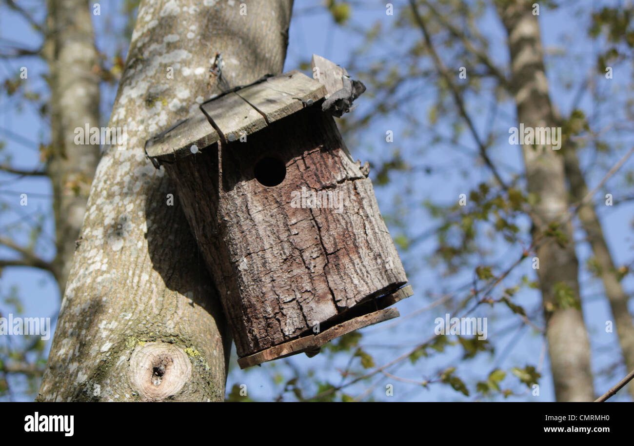 Little bird house hanging on the trunk of a tree in the forest by ...