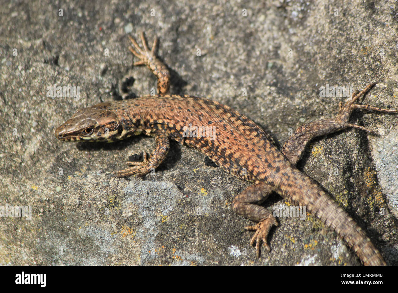 Brown lizard lying on a grey stone Stock Photo - Alamy