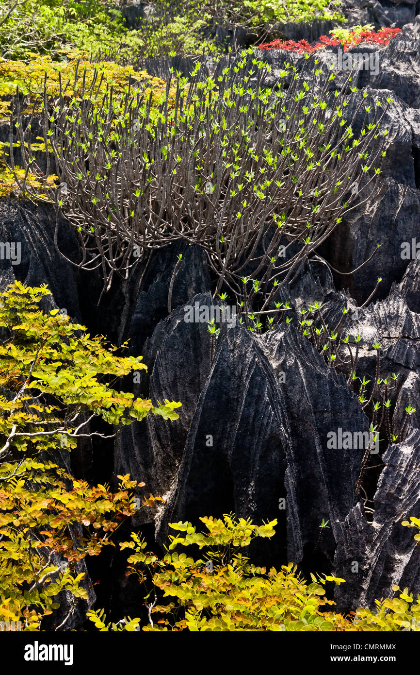 Vegetation of Ankarana National Park , northern Madagascar Stock Photo ...